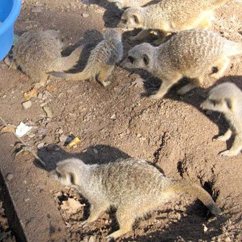 Meerkat Keeper Experience Day for Two from Into The Blue