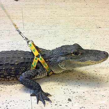 Crocodile Encounter and Meet Snakes at into The Blue