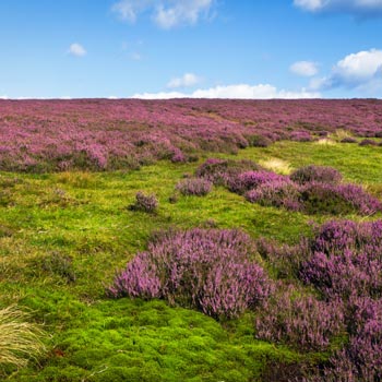 Heartbeat Tour - Filming Locations Tour North Yorkshire - Historic ...