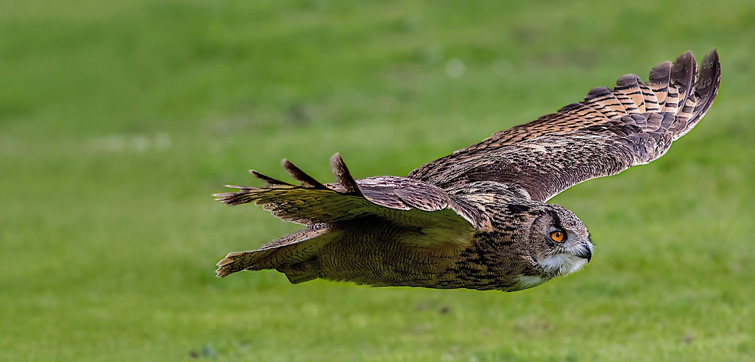 Falconry in Edinburgh | Prices From £40.00