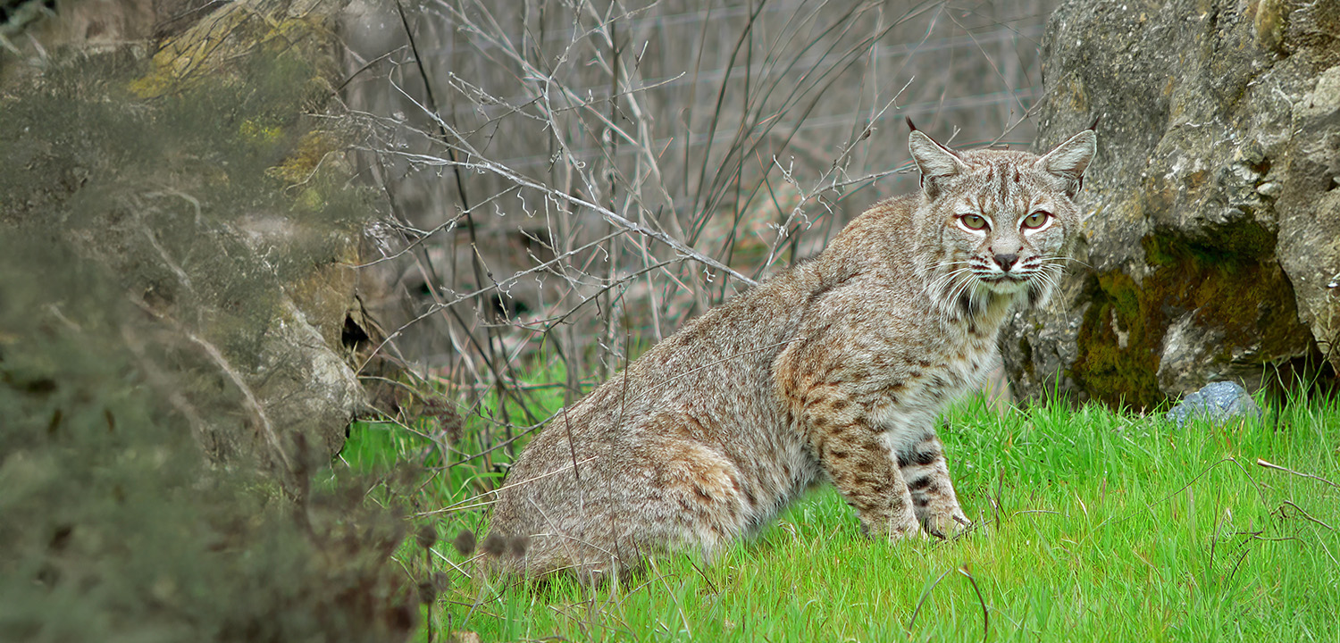 Crazy Cat Breakfast Experience for Two - Feed Wild Cats at Hoo Zoo ...