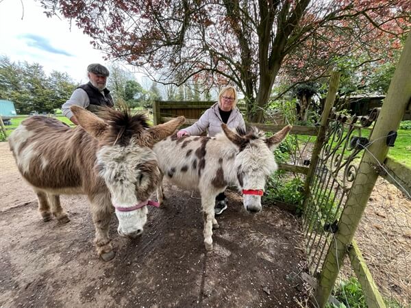 Donkey Experience Norfolk | Prices From £59.00