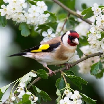 Bird Photography Courses Surrey | Prices From £195.00