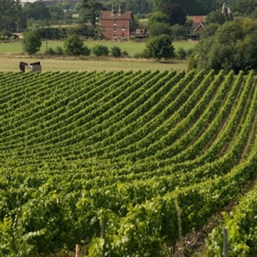 Chapel Down Tours & Wine Tastings | Prices From £56.00