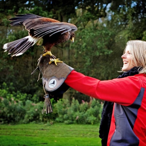 Falconry Experiences, Birds of Prey Days & Hawk Walks. Meet & fly ...