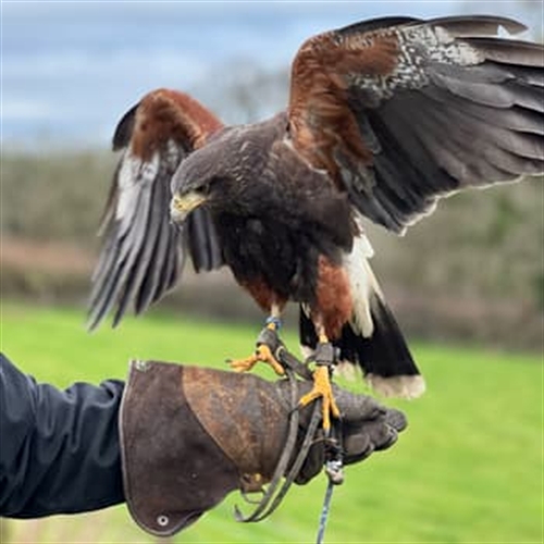 Falconry Experience Days | Falconry & Birds of Prey Near You | Into The Blue