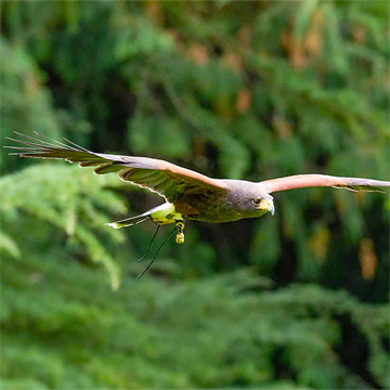 Falconry in Edinburgh | Prices From £40.00