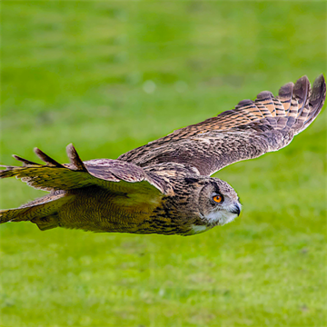 Falconry in Edinburgh | Prices From £40.00