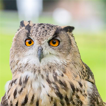 Falconry in Edinburgh | Prices From £40.00