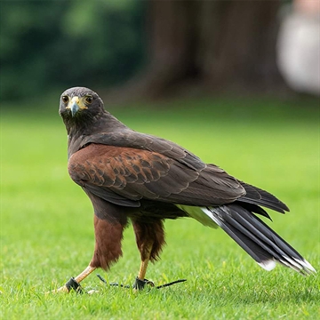 Falconry in Edinburgh | Prices From £40.00