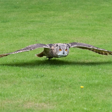 Falconry in Edinburgh | Prices From £40.00