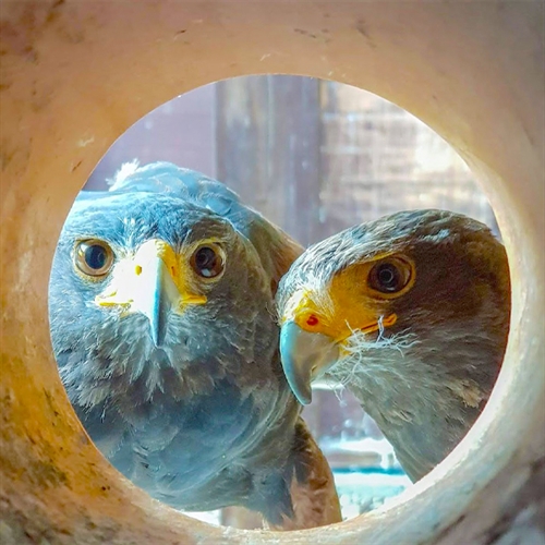 Falconry Experiences, Birds of Prey Days & Hawk Walks. Meet & fly ...