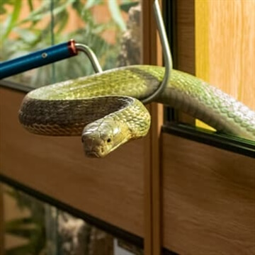 Venomous Snake Tour Bristol | Prices From £24.99