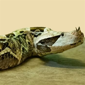 Venomous Snake Tour Bristol | Prices From £24.99