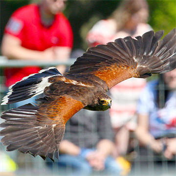 Birds of Prey Gloucestershire | Prices From £80.00