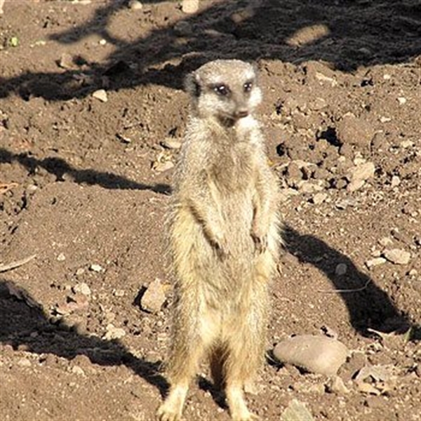 Meerkat Keeper Experience Day for Two from Into The Blue