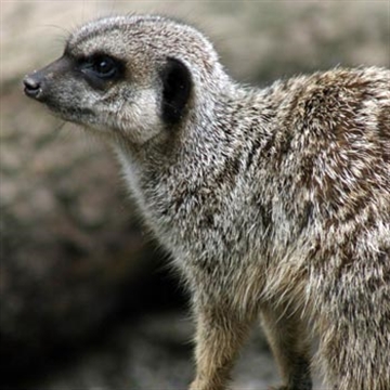 Meerkats Oxfordshire - Meerkat Feeding Experience Days | Prices From £30.00